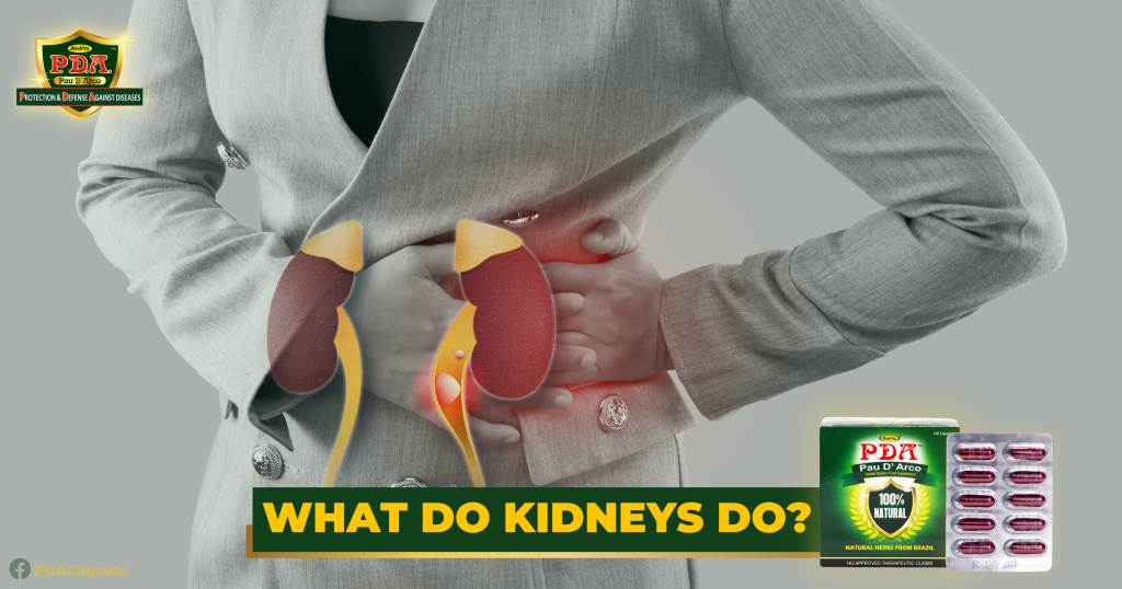 What do kidneys do? - Aldrtz